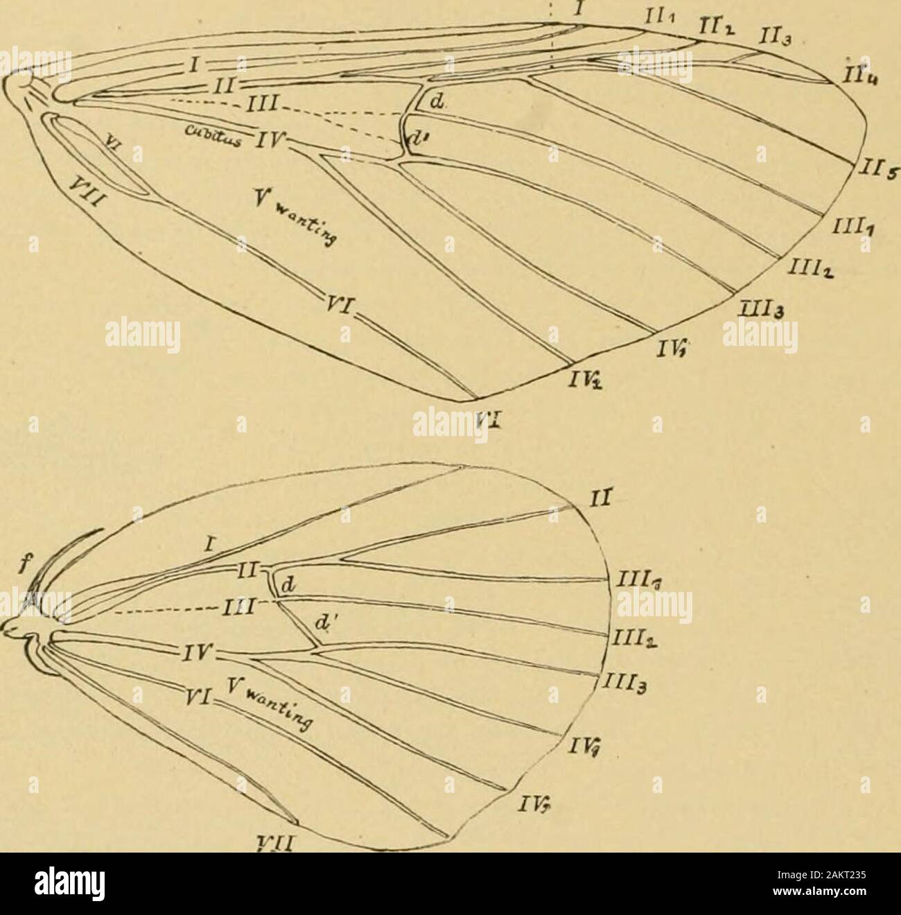 Monograph of the bombycine moths of North America, including their ...