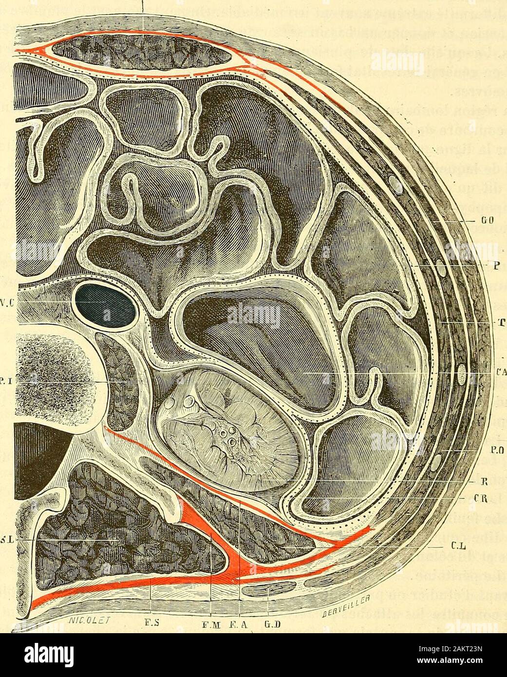 Muscle transverse de l'abdomen hi-res stock photography and images - Alamy