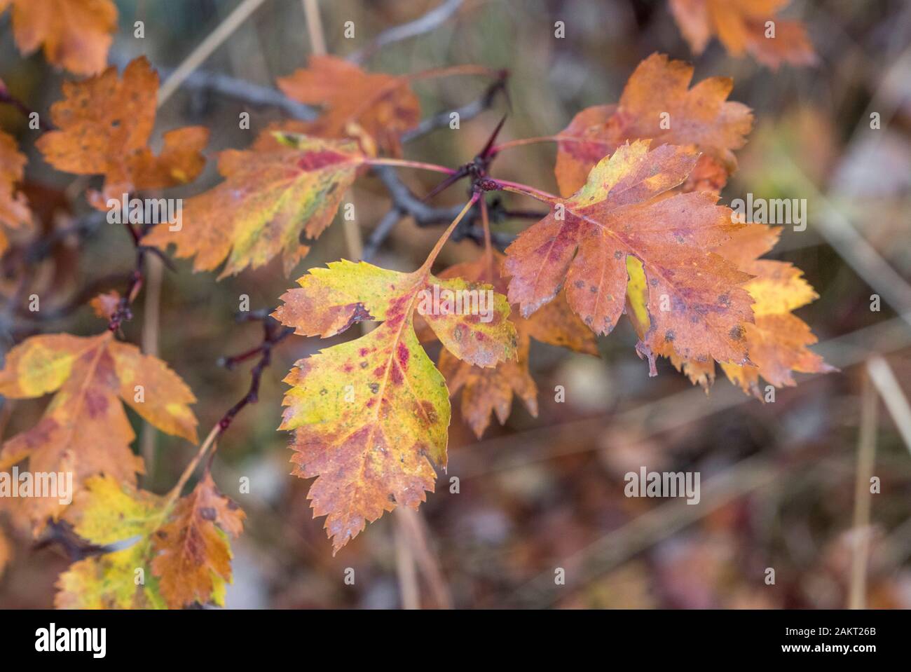 Bright fall foliage hi-res stock photography and images - Alamy