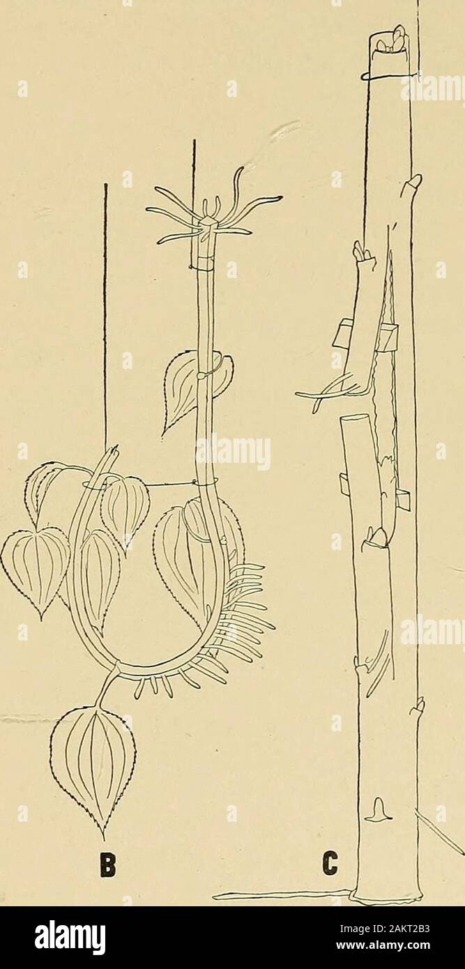 Downward bent stem hi-res stock photography and images - Alamy