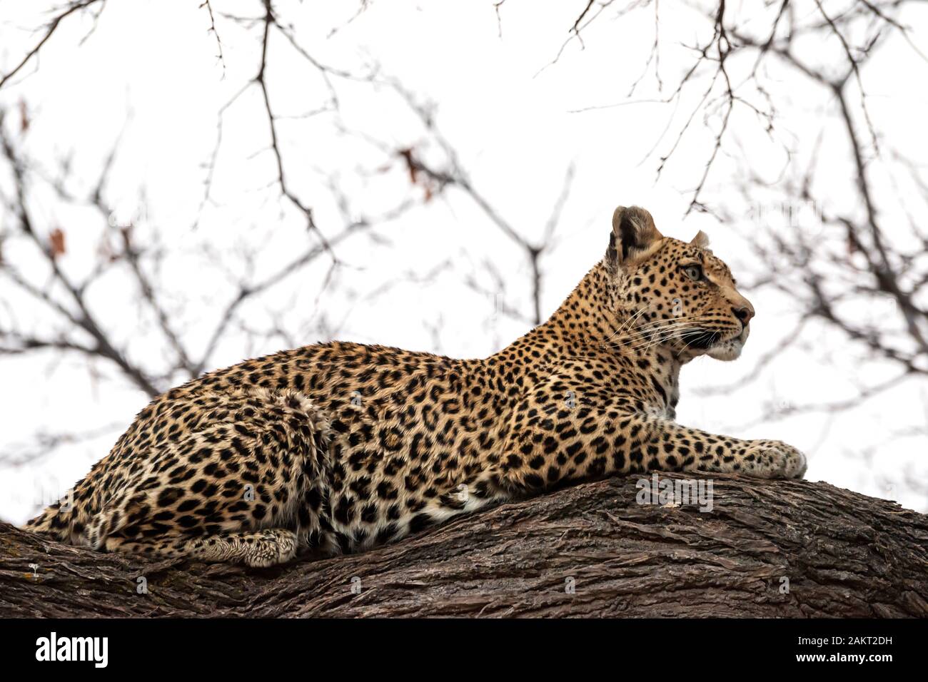 Female leopard (Panthera pardus) sitting on branch of tree in Khwai ...