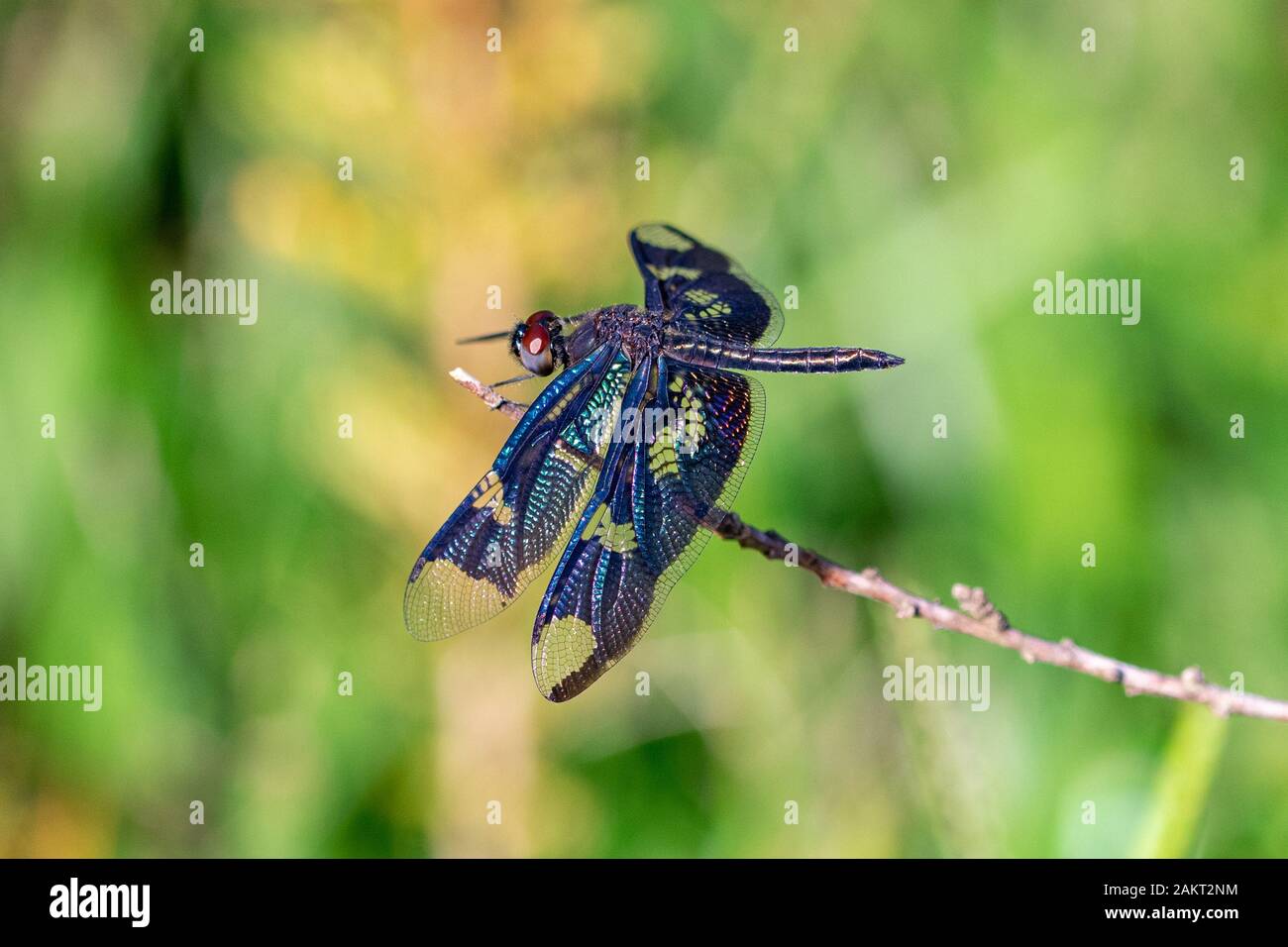 Black winged flutterer hi-res stock photography and images - Alamy