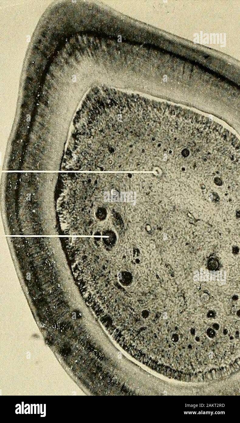 Alveolar Process