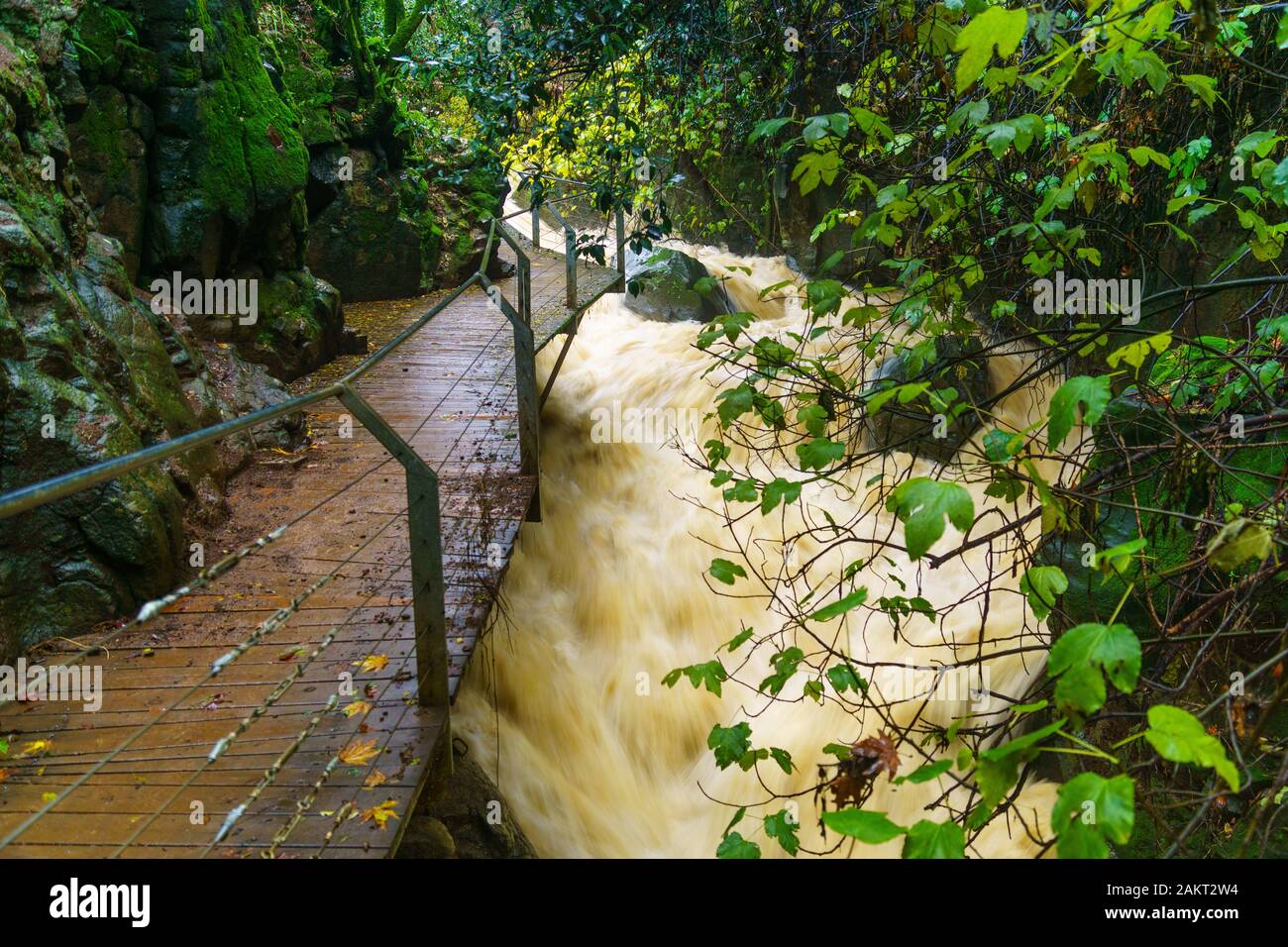 View of strong winter waterflow in the Banias River (Nahal Hermon ...