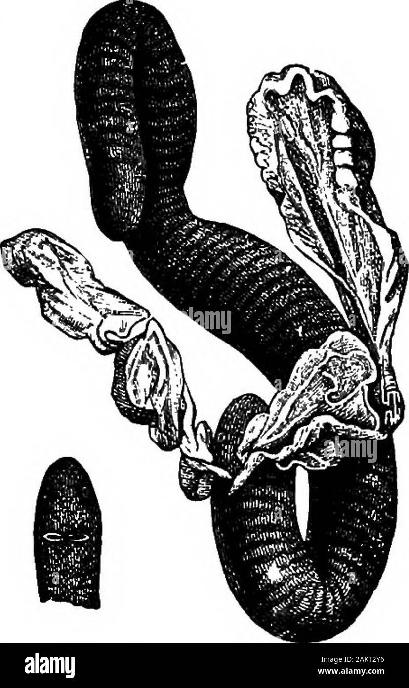 Lon legs hi-res stock photography and images - Alamy