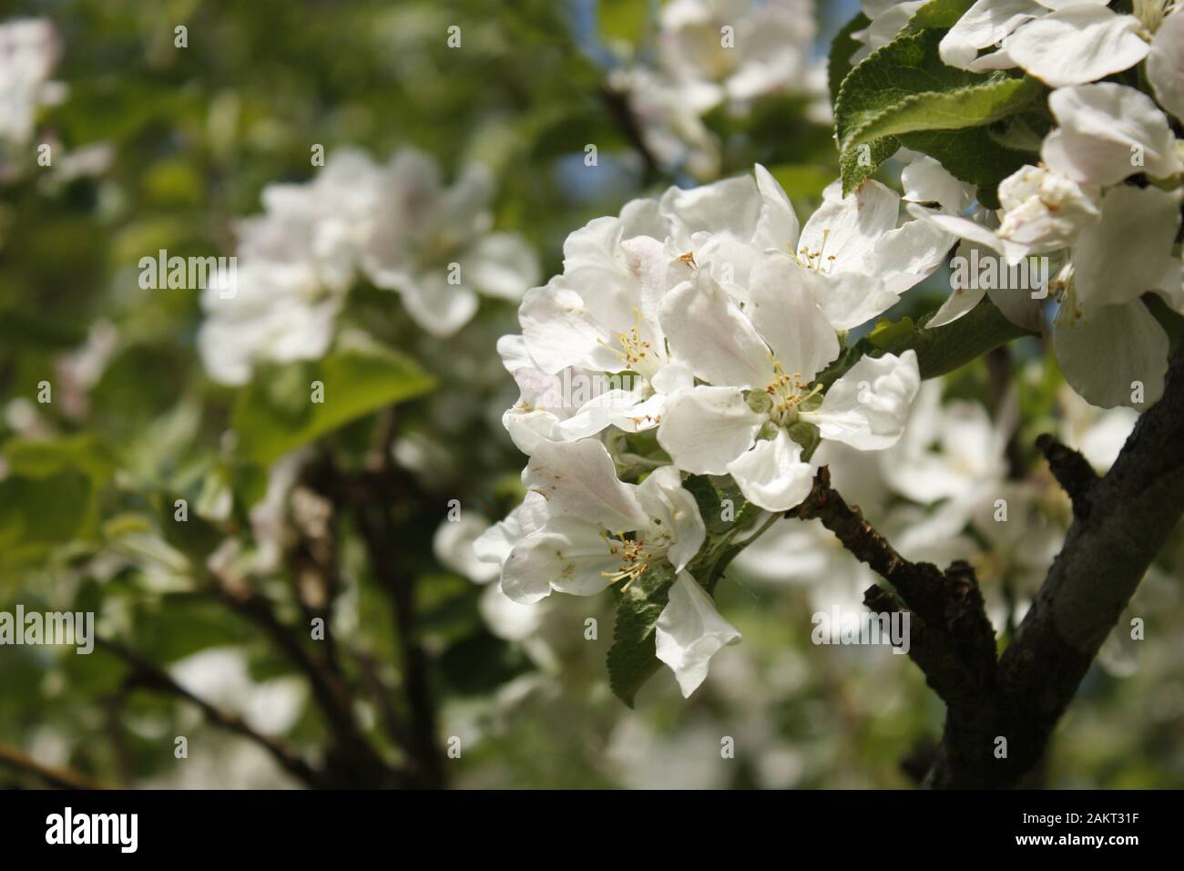 Swedish bloom hi-res stock photography and images - Alamy