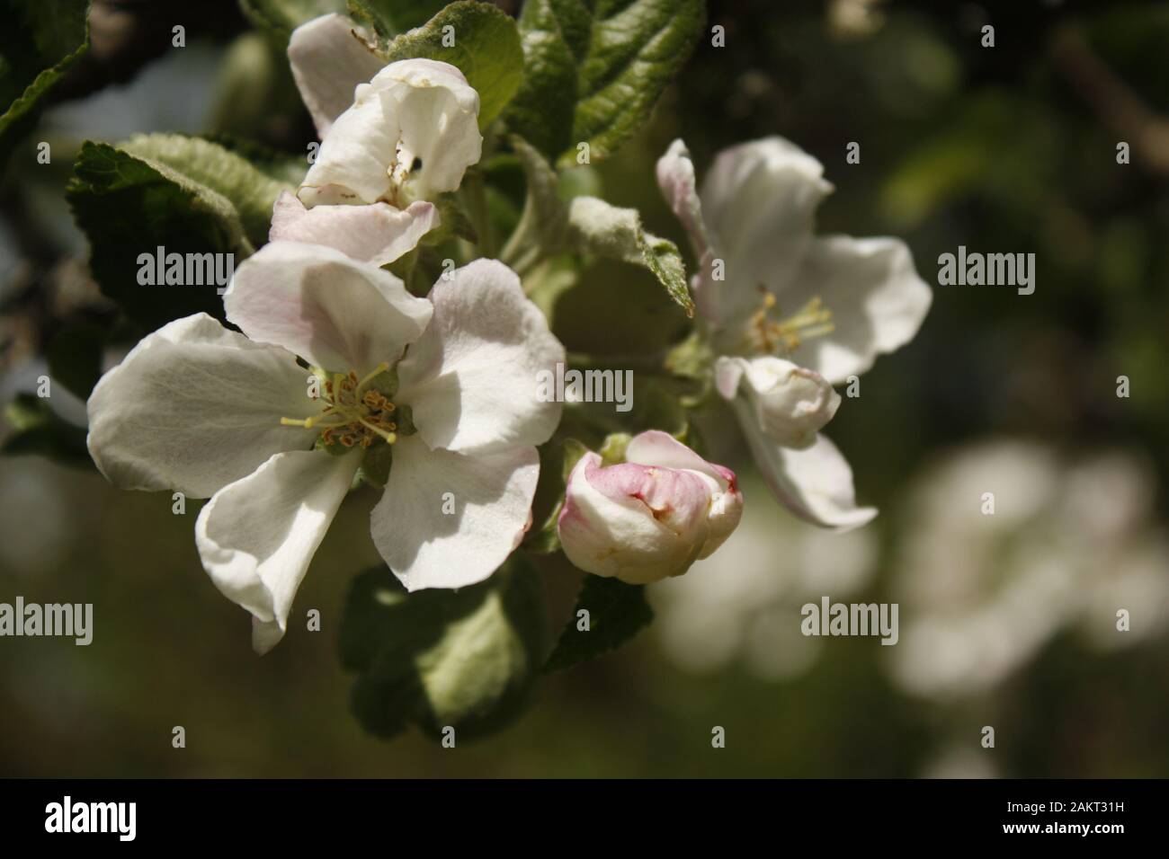 Swedish apple bloom Stock Photo - Alamy