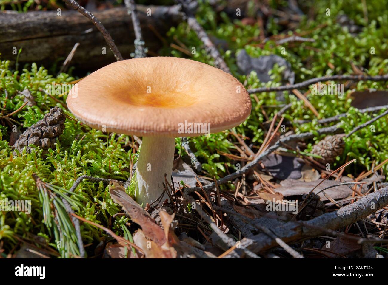 Russula mushroom in forest. Beautiful little edible fungus. Seasonal ...