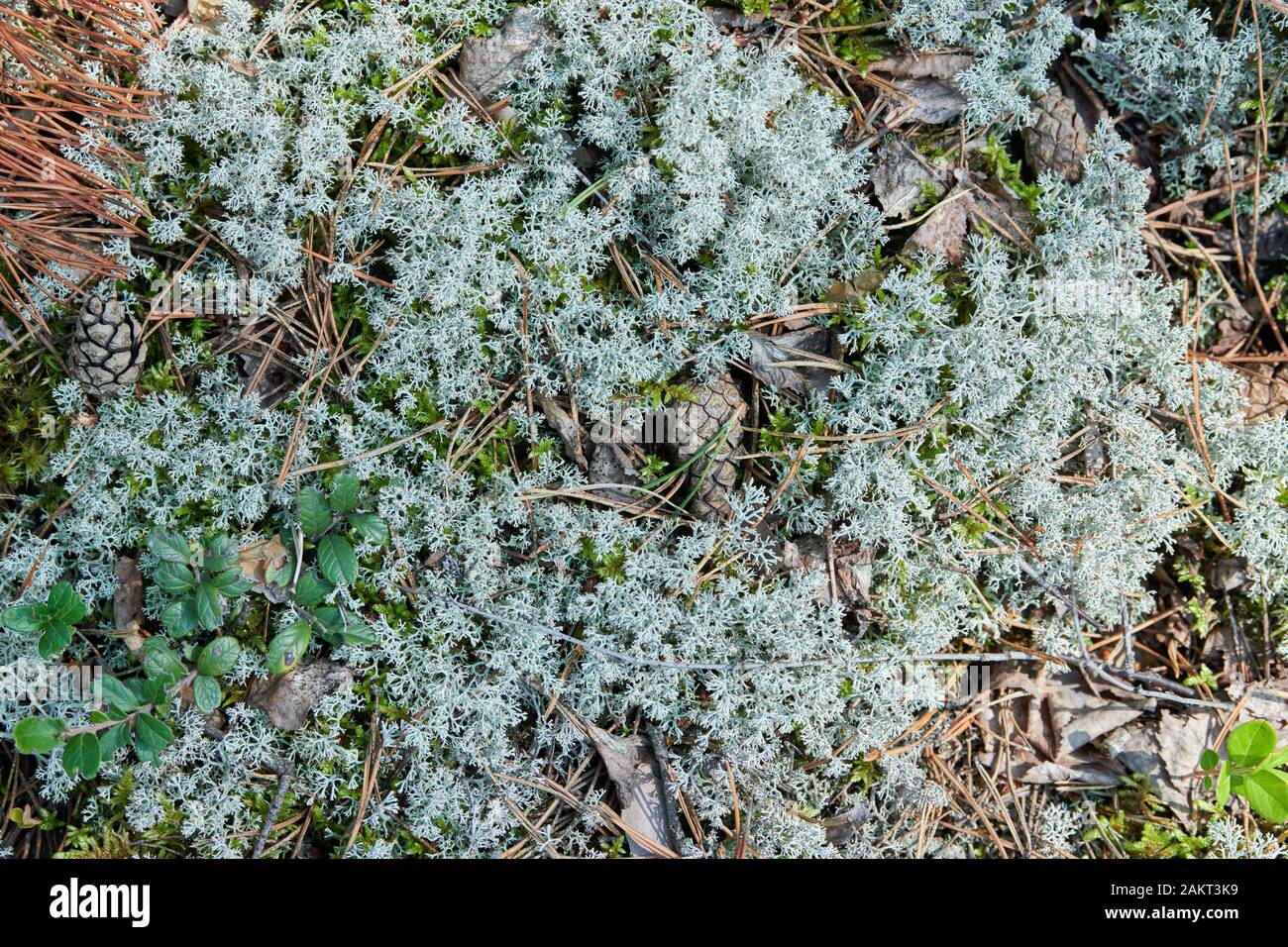 Lichen Cladonia rangiferina. Reindeer grey lichen. Beautiful light ...