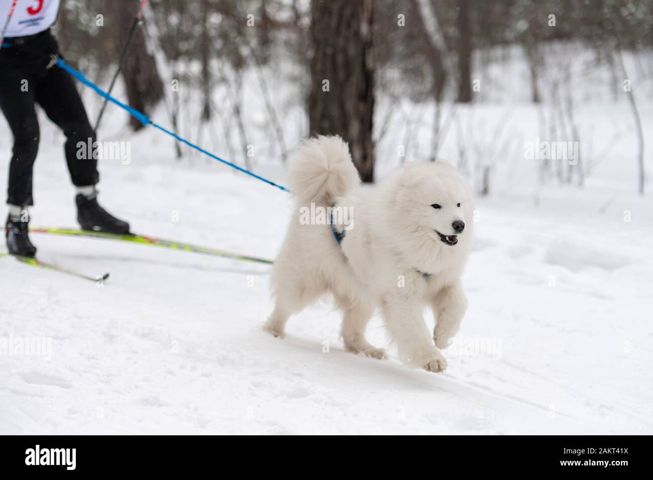 Sled dog racing. Samoyed sled dog in harness run and pull dog driver ...