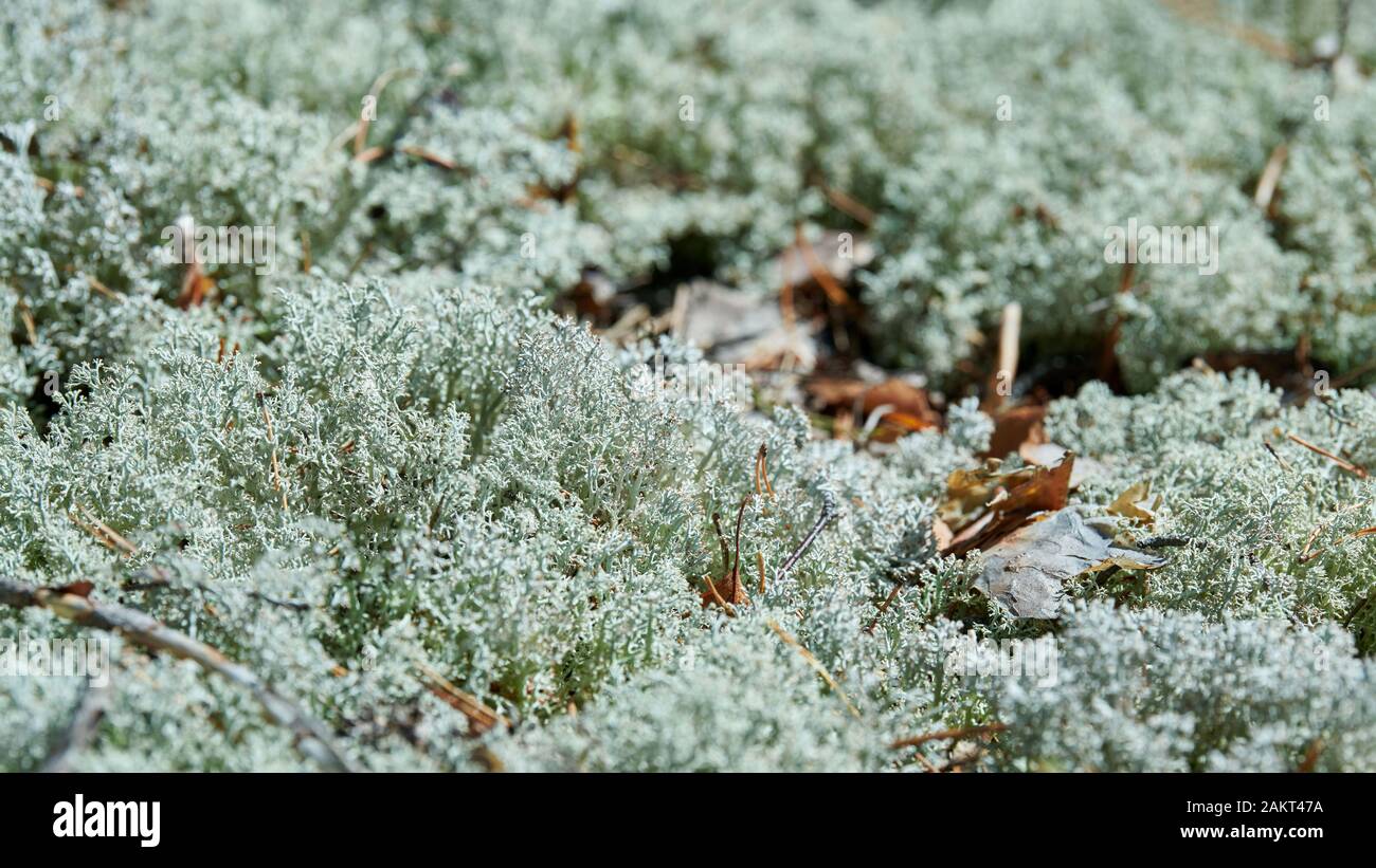 Lichen Cladonia rangiferina. Reindeer grey lichen. Beautiful light ...
