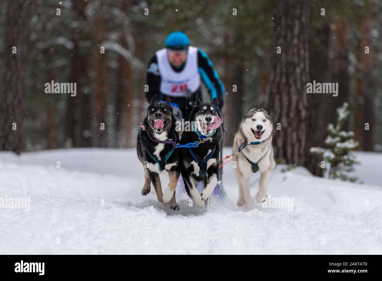Sled dog racing. Husky and dobermans sled dogs team pull a sled with ...