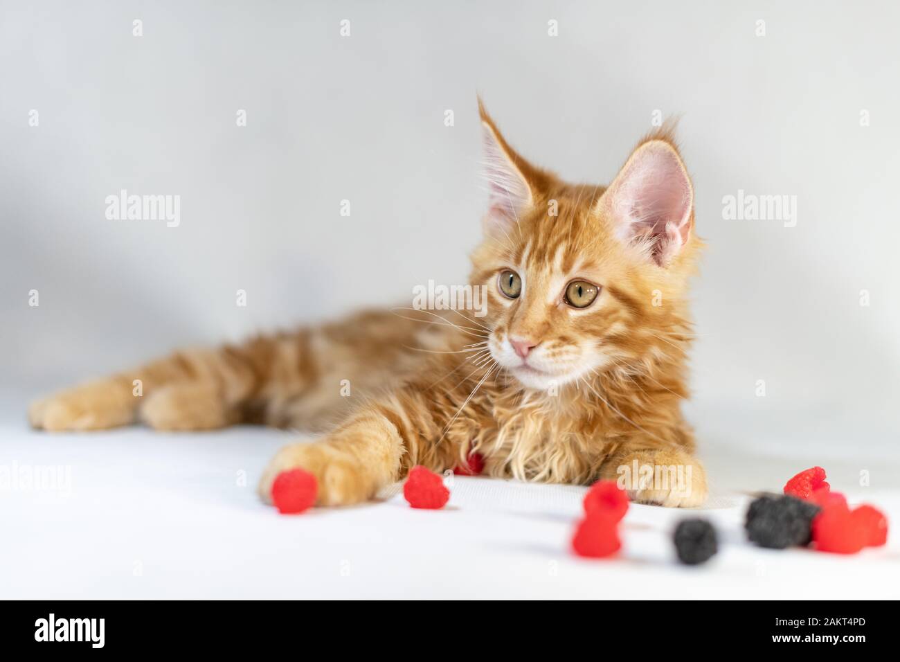 Red Maine Coon kitten. Cute, largest and beautiful cat breed. White ...