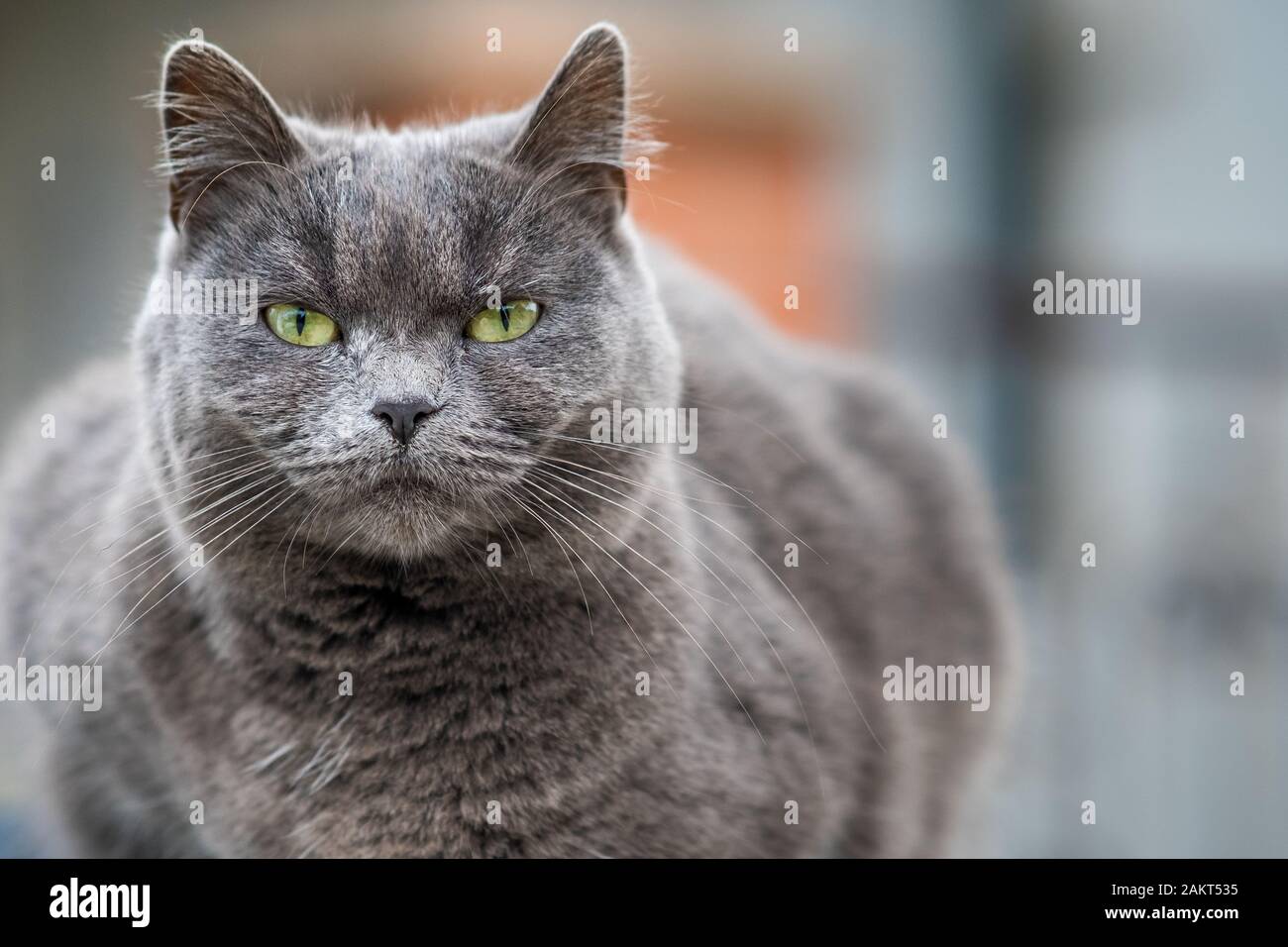 Closeup portrait of serious grey furry cat Stock Photo - Alamy