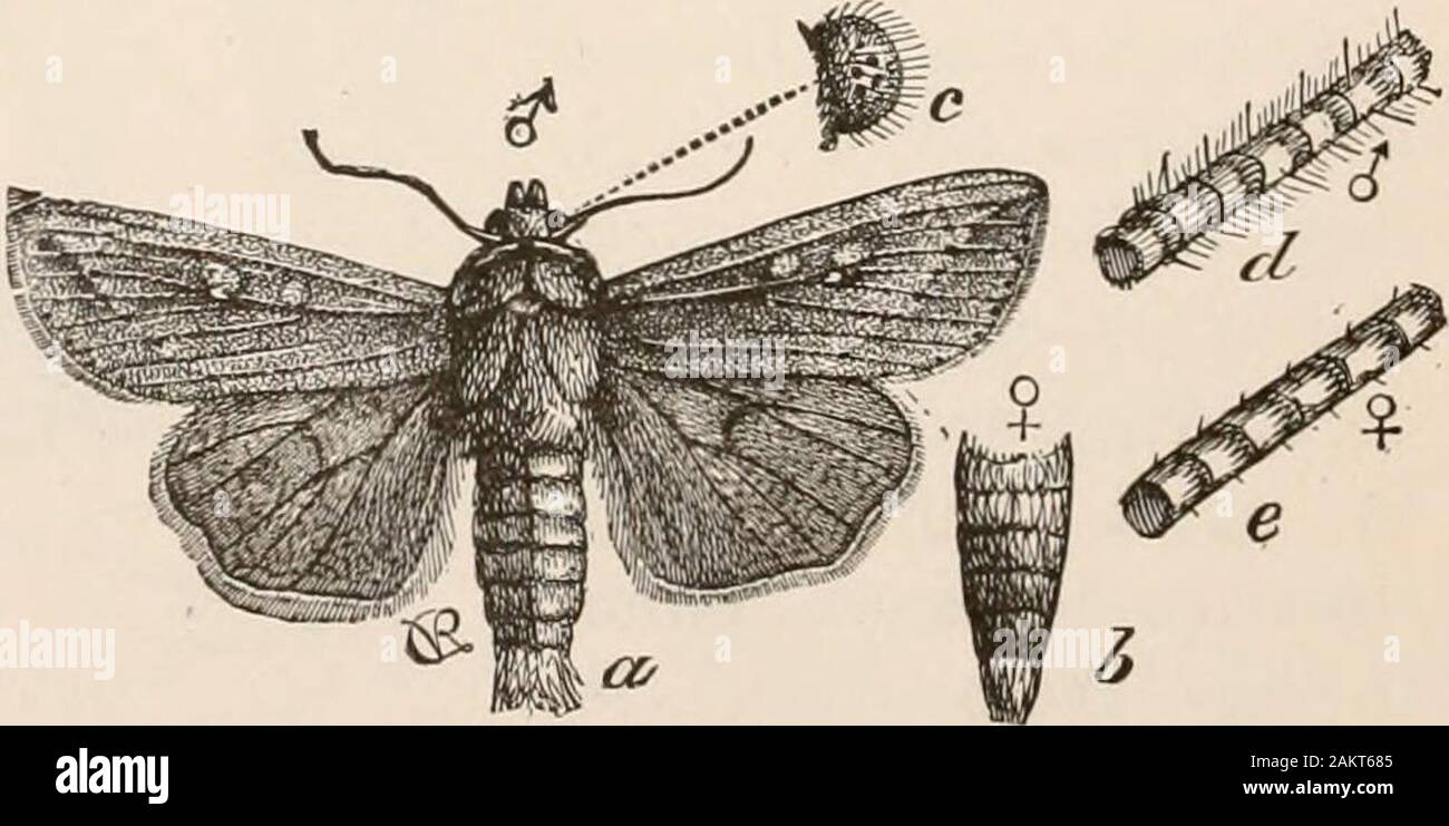 Riley moth hi-res stock photography and images - Alamy