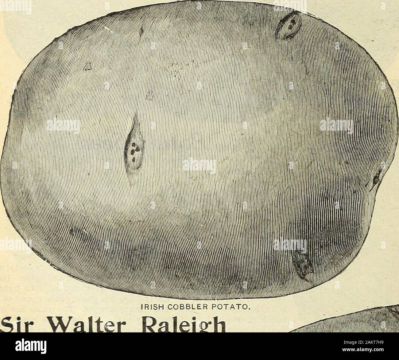 Irish cobbler potato hi-res stock photography and images - Alamy