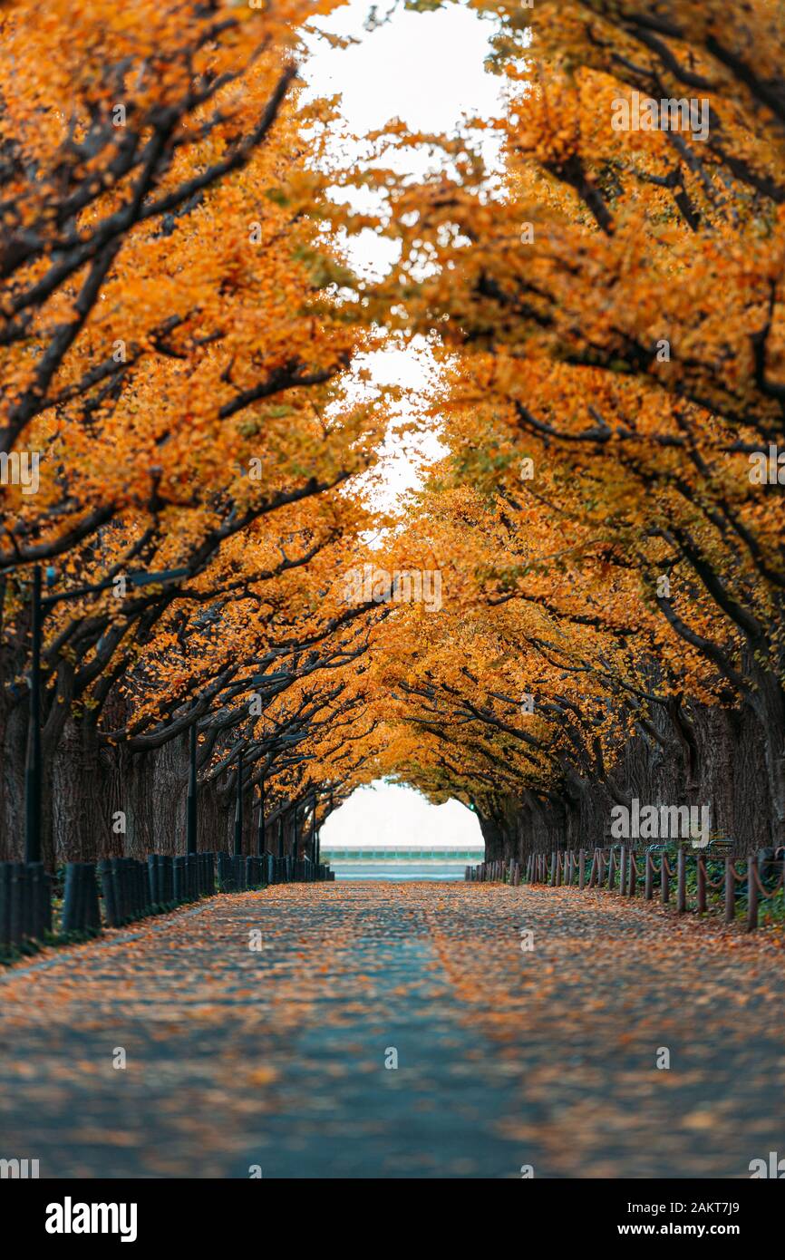 A straight road lined with ginkgo trees during autumn in Tokyo, Japan ...
