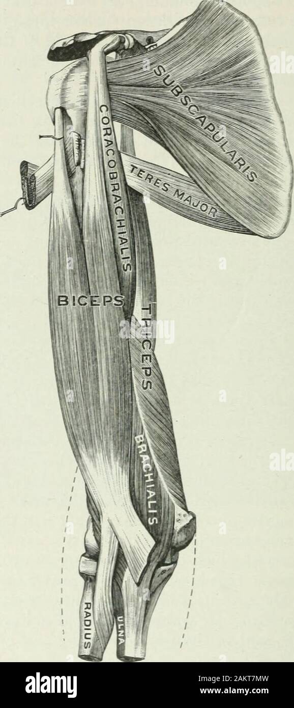 Action straight arm hi-res stock photography and images - Alamy