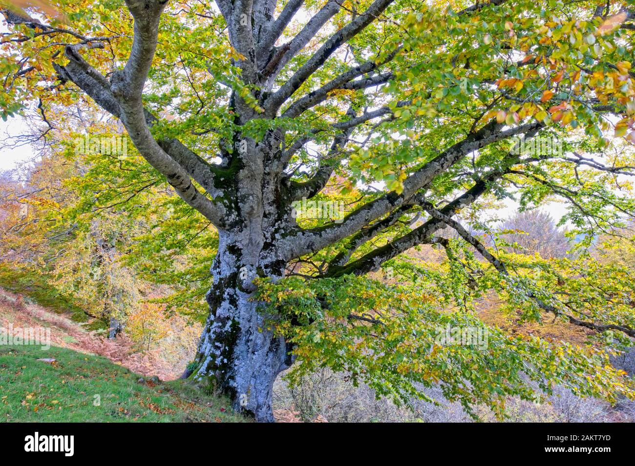 Beech tree in autumn in a beechwood Stock Photo - Alamy