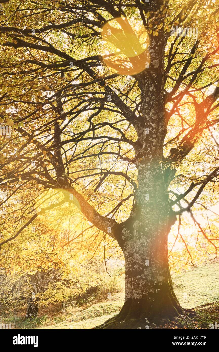 Beech tree in autumn in a beechwood Stock Photo - Alamy