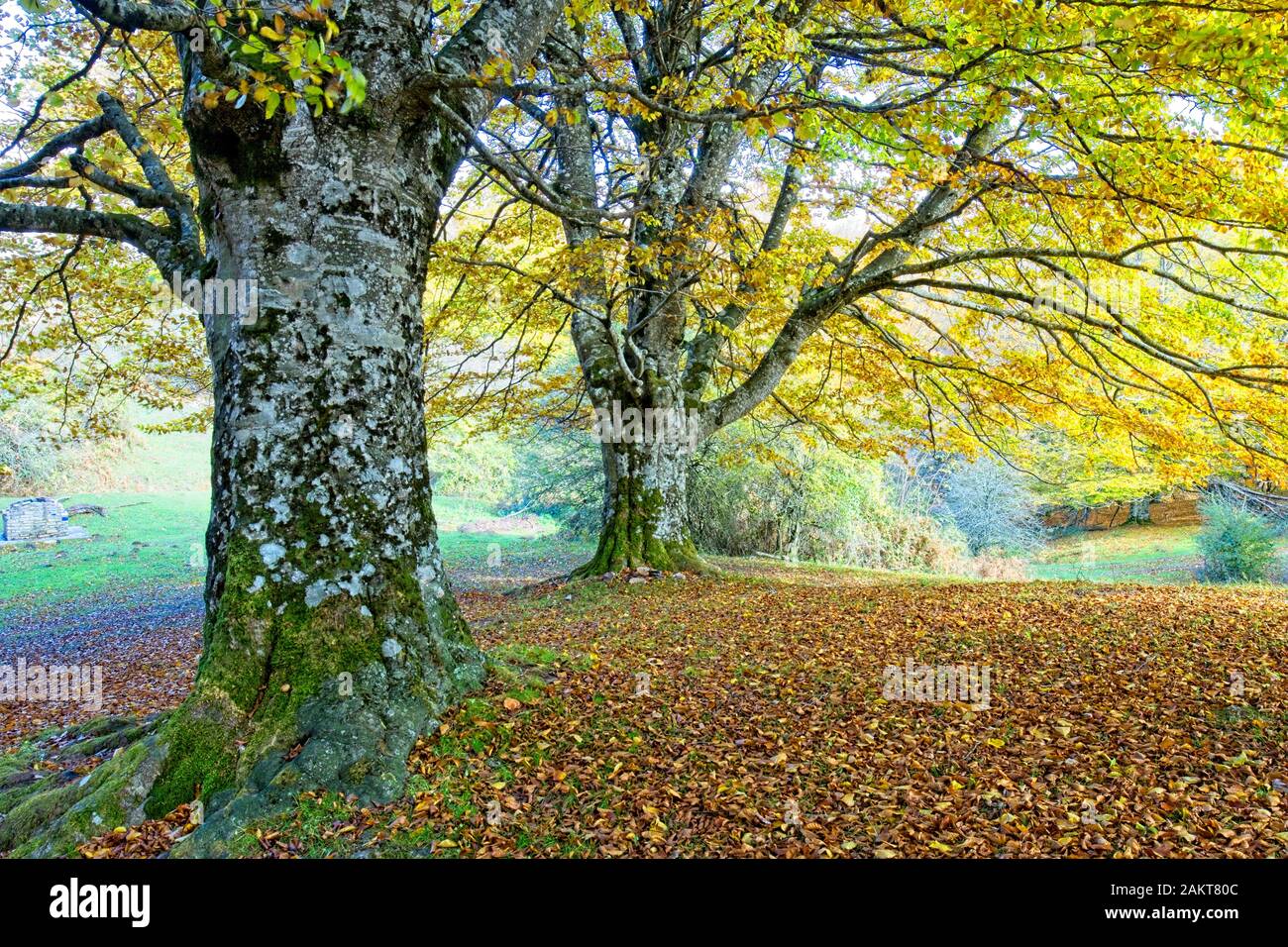 Beech tree in autumn in a beechwood Stock Photo - Alamy
