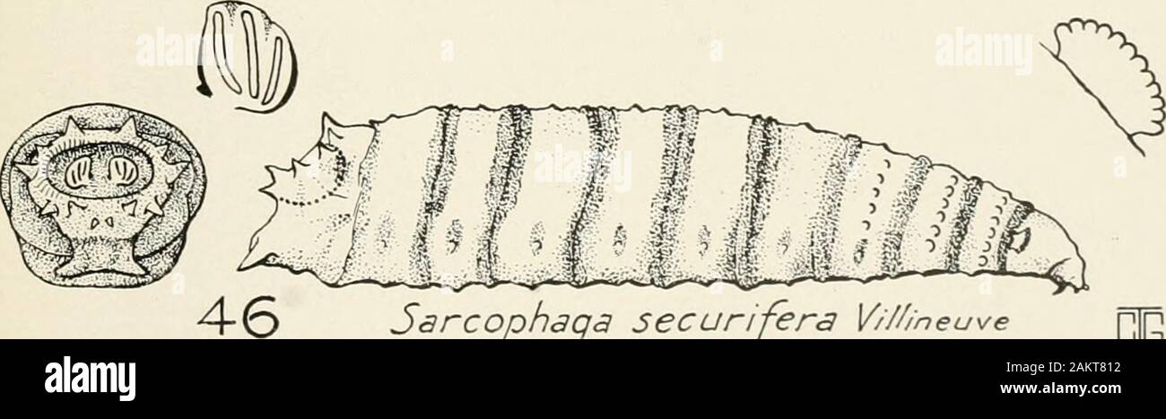 Proceedings of the United States National Museum . A- 5 Sarcopfiaga ...