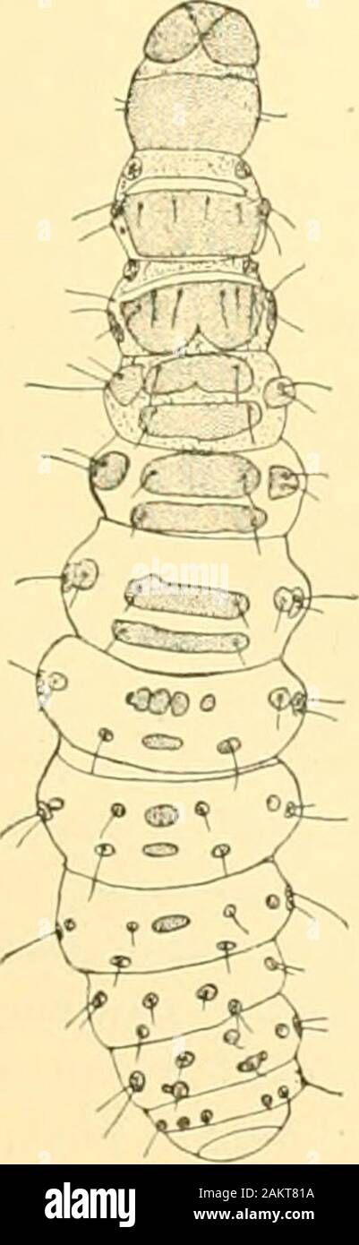Specialized scales hi-res stock photography and images - Alamy