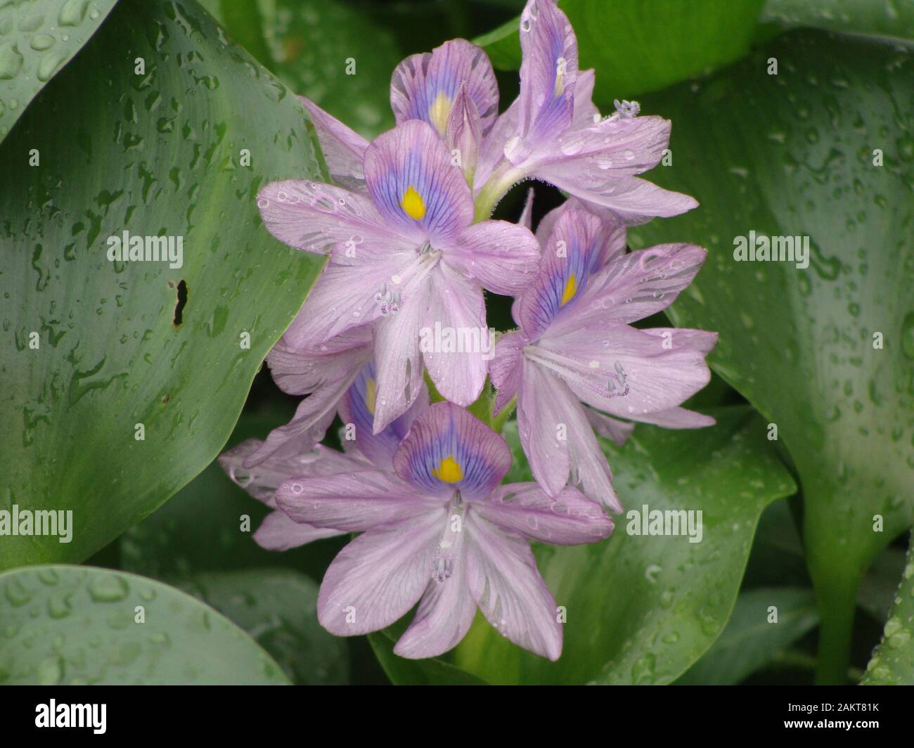 Violet Flowers, Kerala, India Stock Photo - Alamy