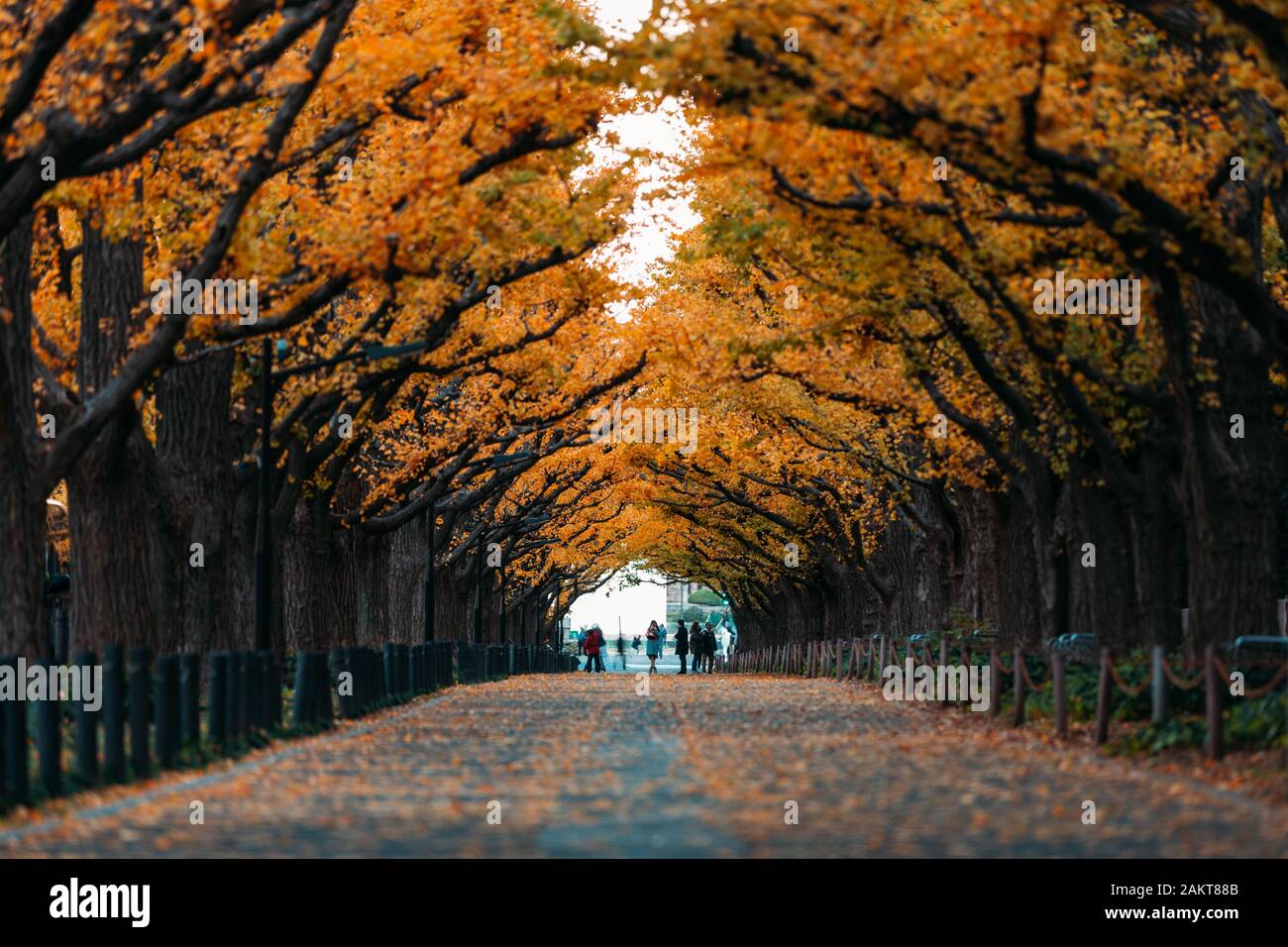 A straight road lined with ginkgo trees during autumn in Tokyo, Japan ...