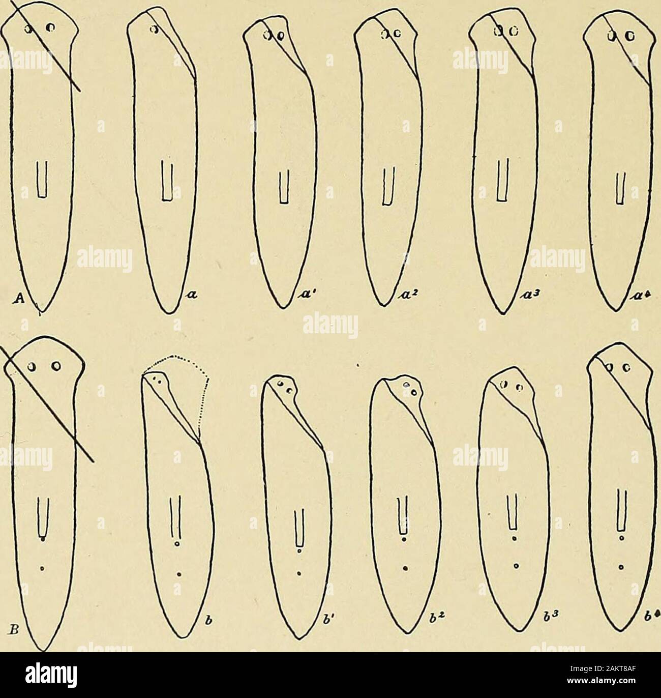 Regeneration . g positions. In the tail ofthe tadpole the position of ...