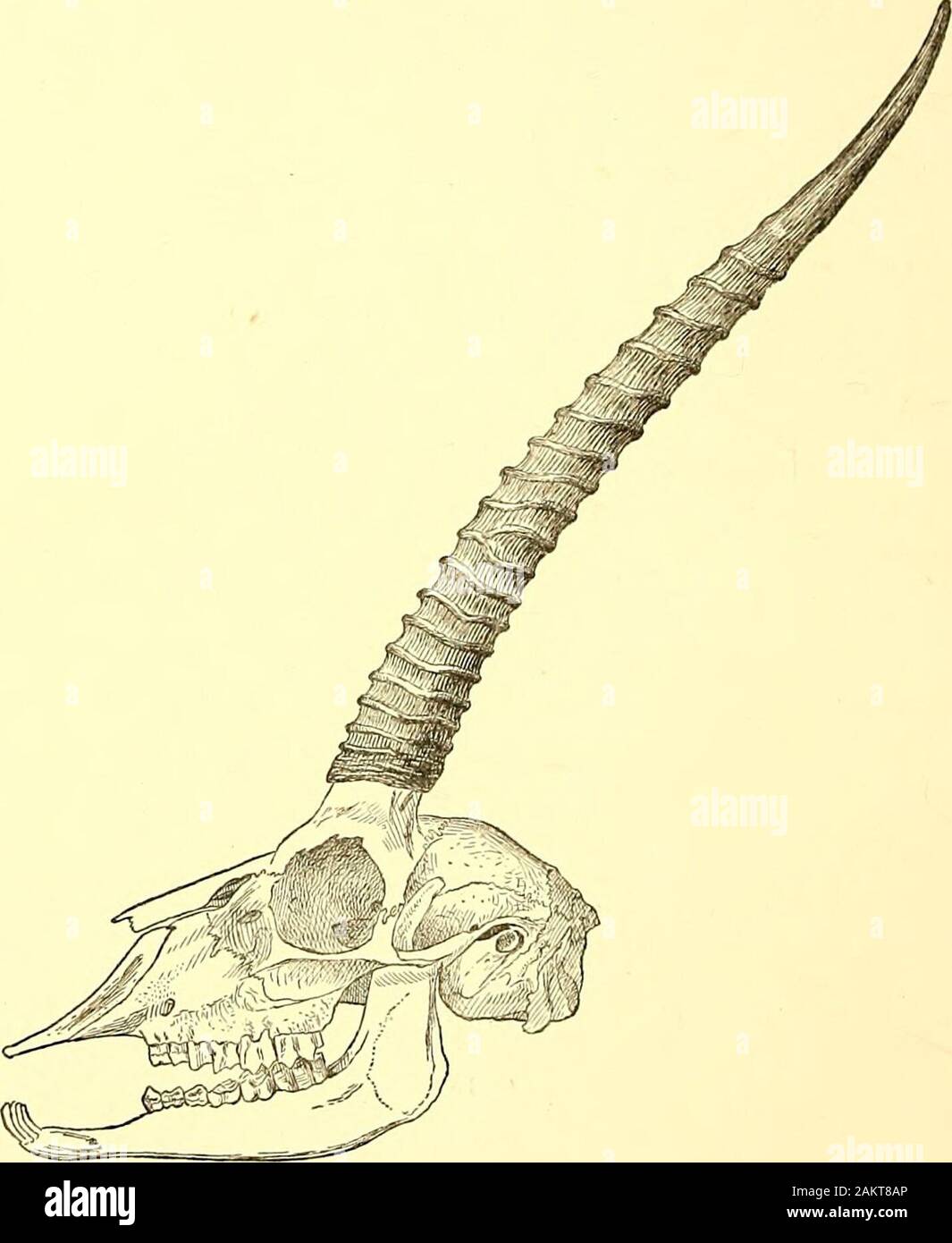 The book of antelopes . e of the former. On comparing specimens from ...