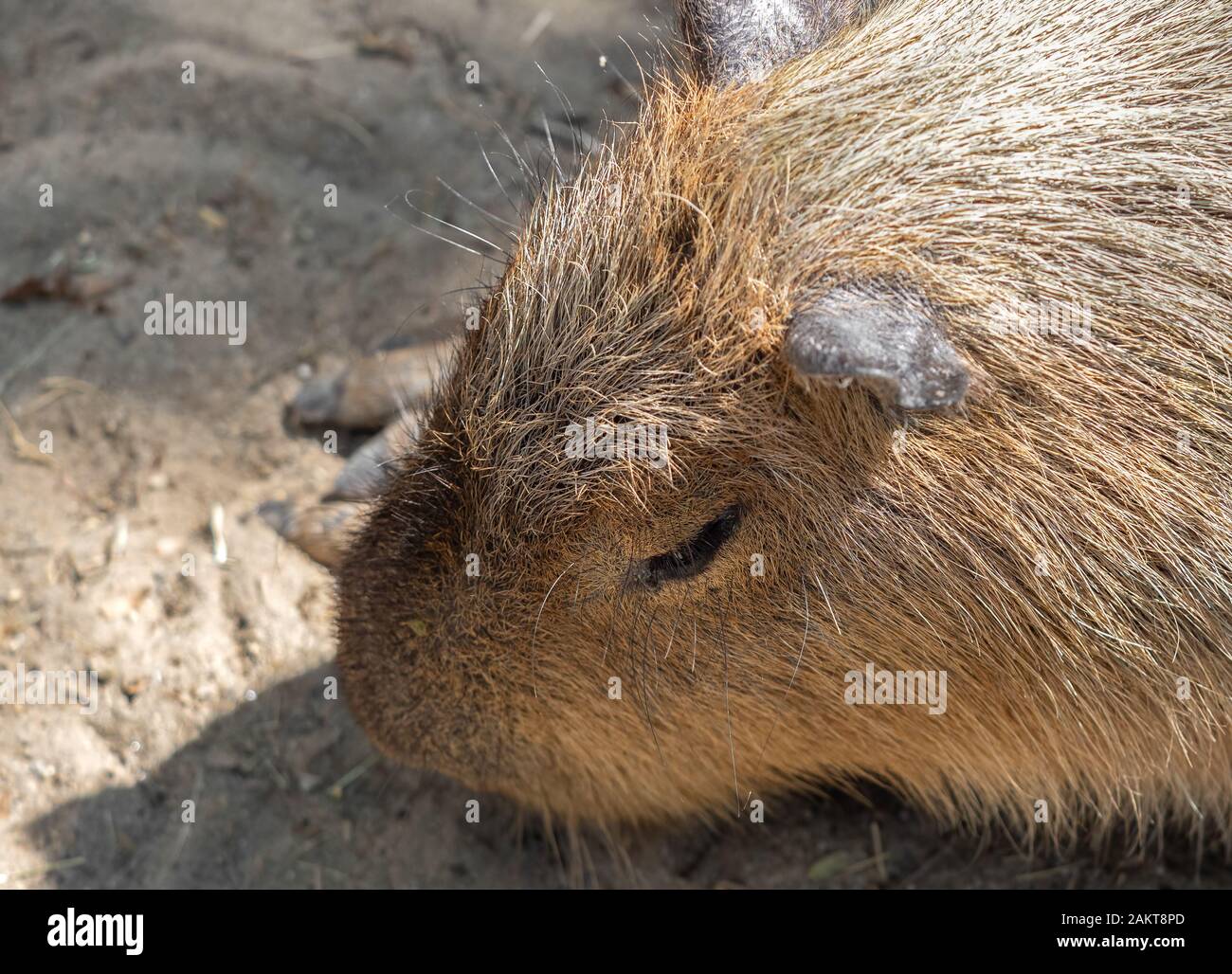 Closeup Head of Capybara is Sunbathing on The Ground Stock Photo - Alamy