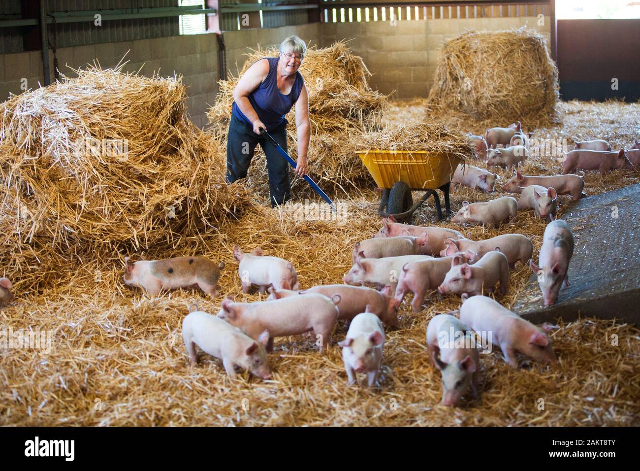 Pig farming hi-res stock photography and images - Alamy