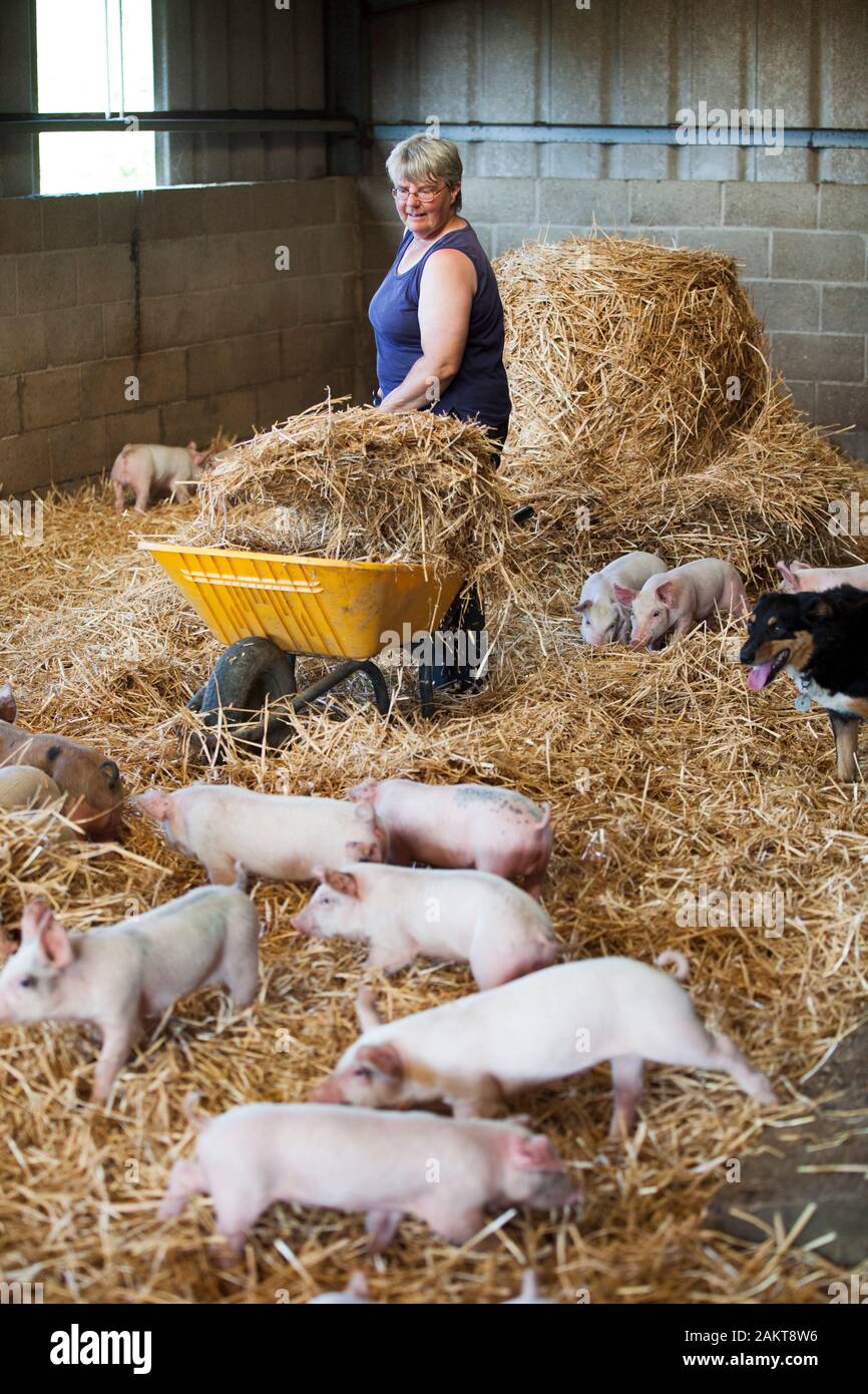 Pig in a shelter hi-res stock photography and images - Alamy