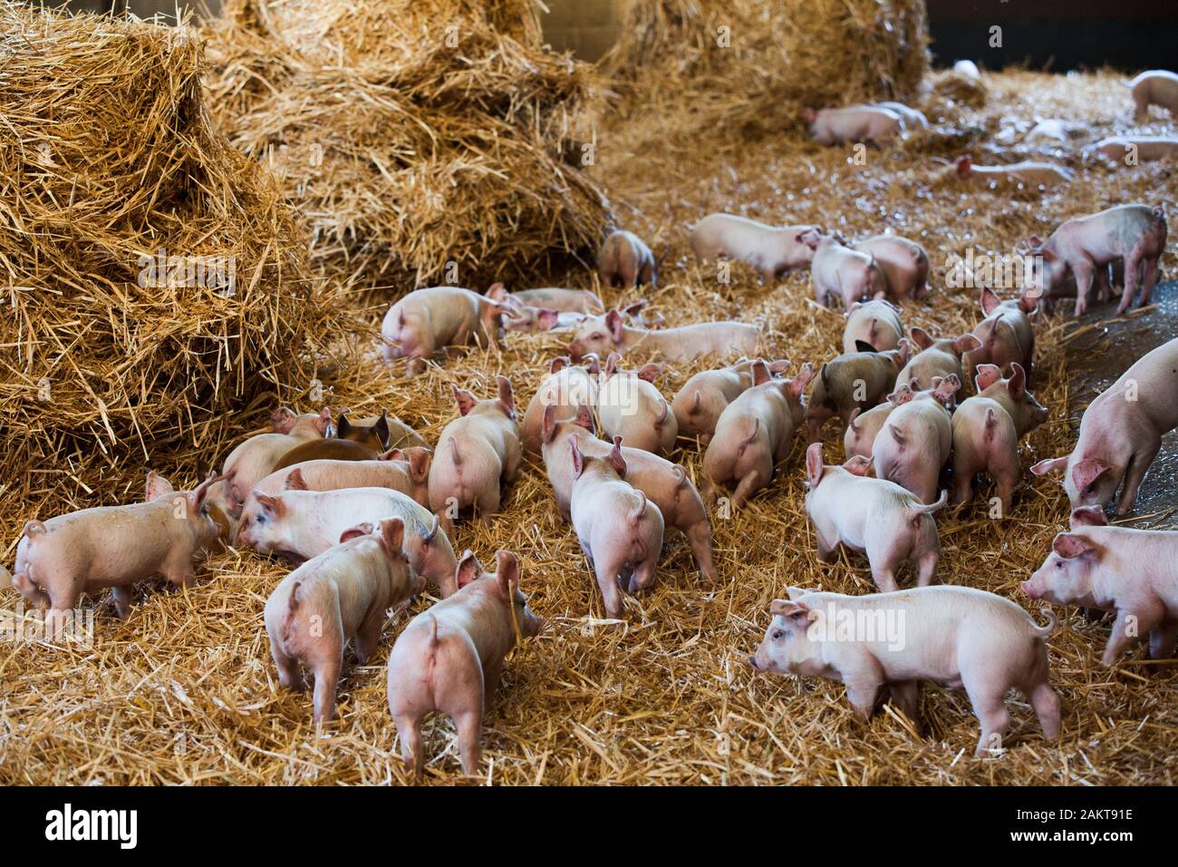 Welfare pork animal welfare hi-res stock photography and images - Alamy