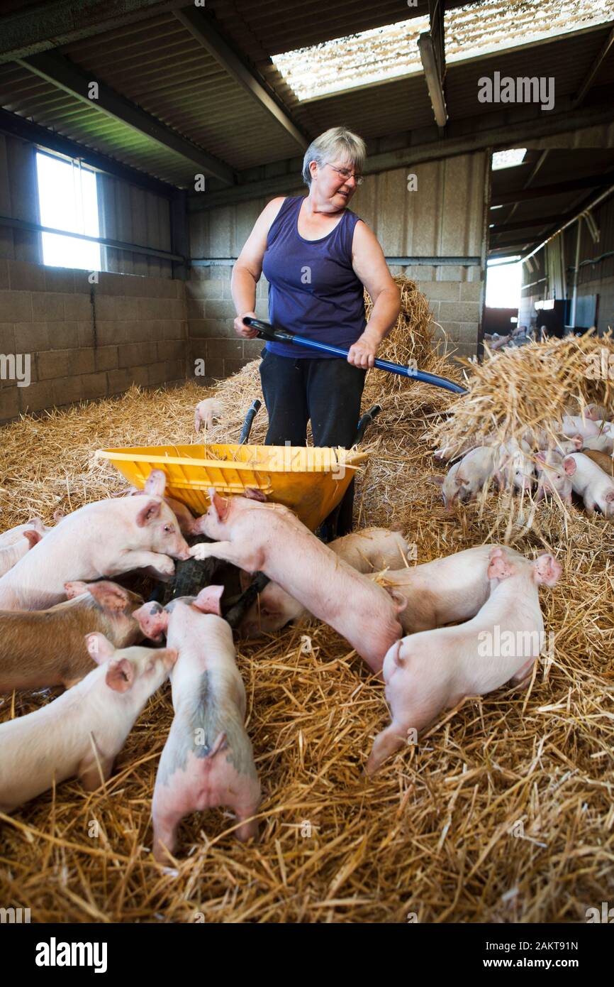 Pig farming hi-res stock photography and images - Alamy