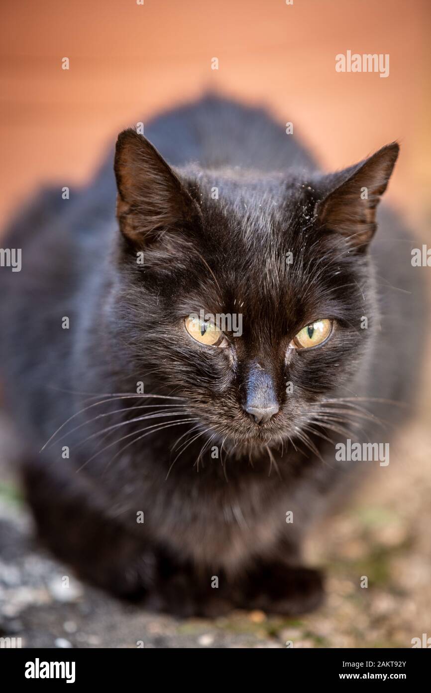 Black cat portrait Stock Photo - Alamy