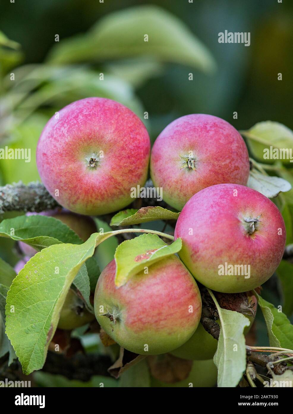 Apple varieties malus domestica red hi-res stock photography and images ...