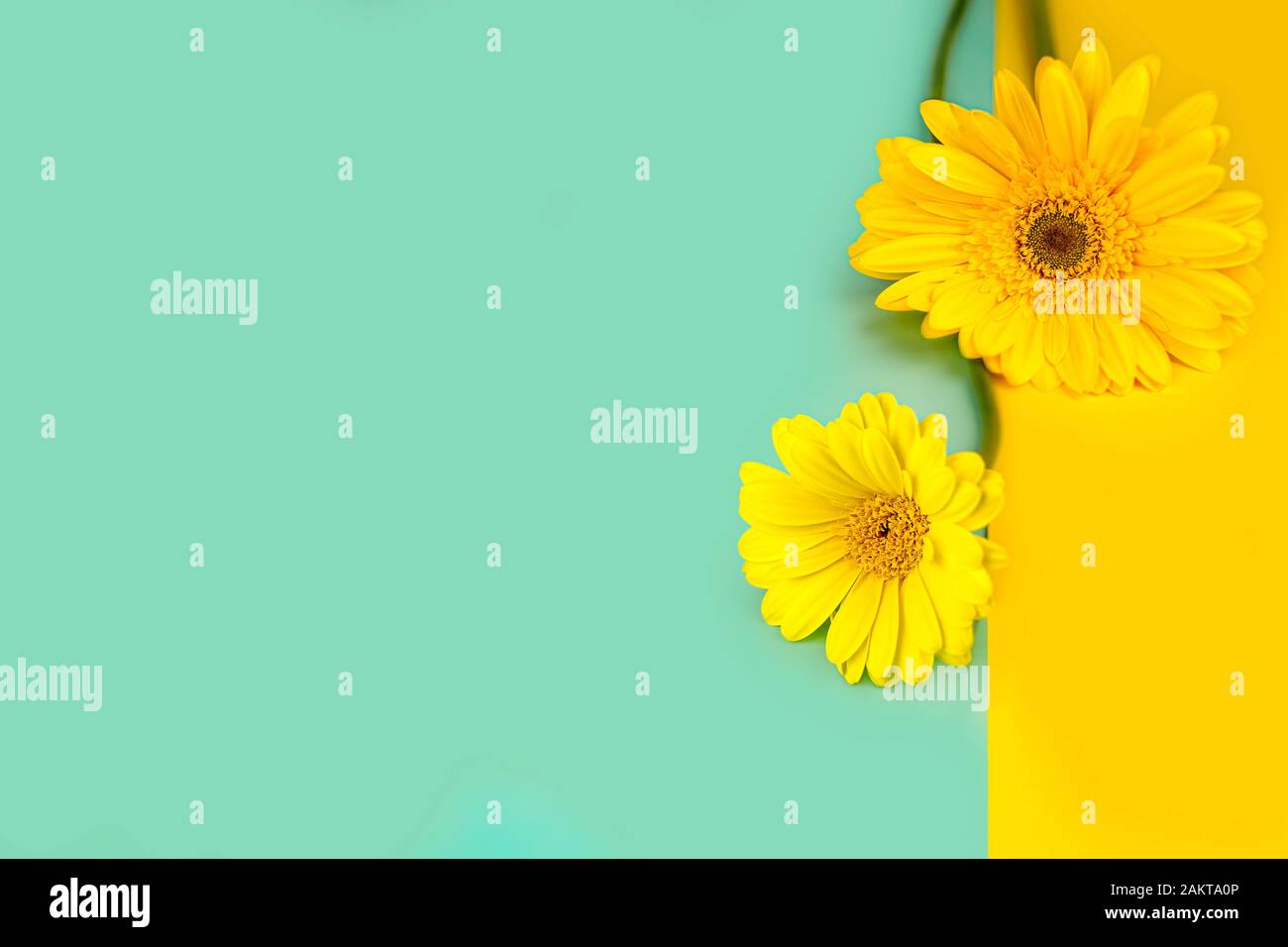 Yellow flowers gerberas on a mint blue and yellow background, free copy ...