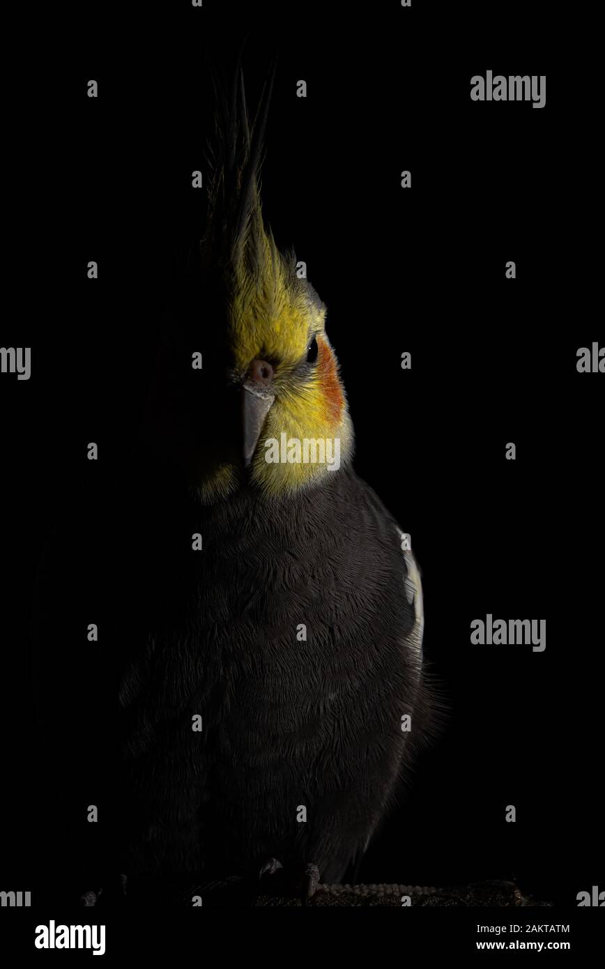 Cockatiel Portrait on a black background , dramatic lighting Stock ...