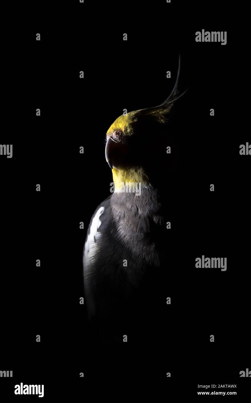 Cockatiel Portrait on a black background , dramatic lighting Stock ...