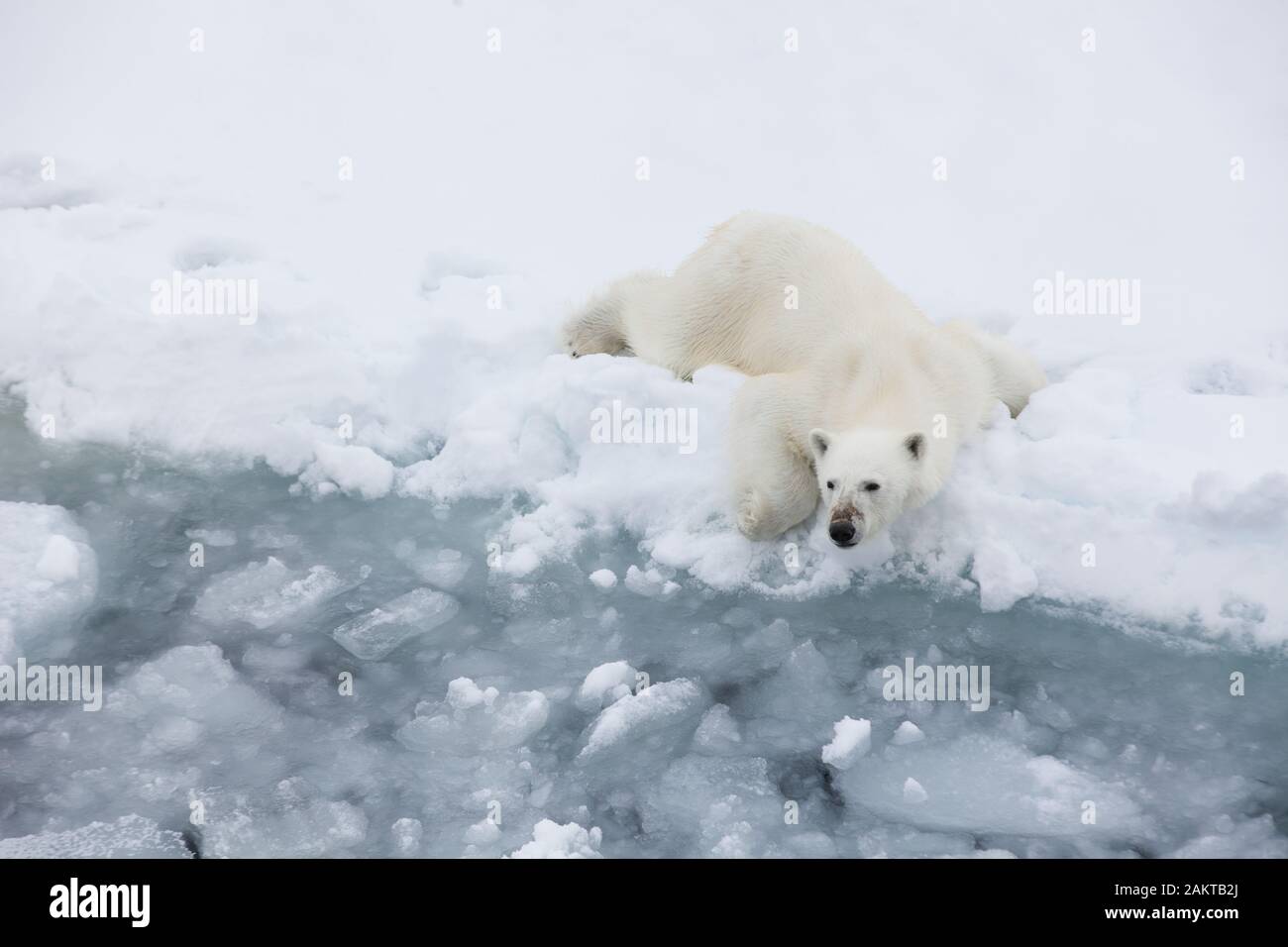 Polar bear on sea ice in the Arctic Stock Photo - Alamy