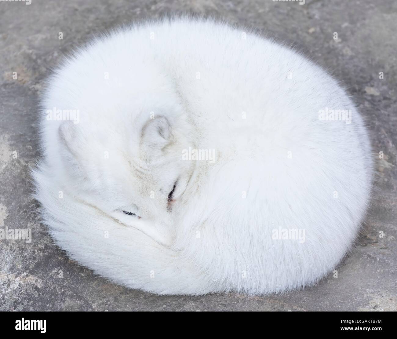 Cute Arctic Fox Sleeping