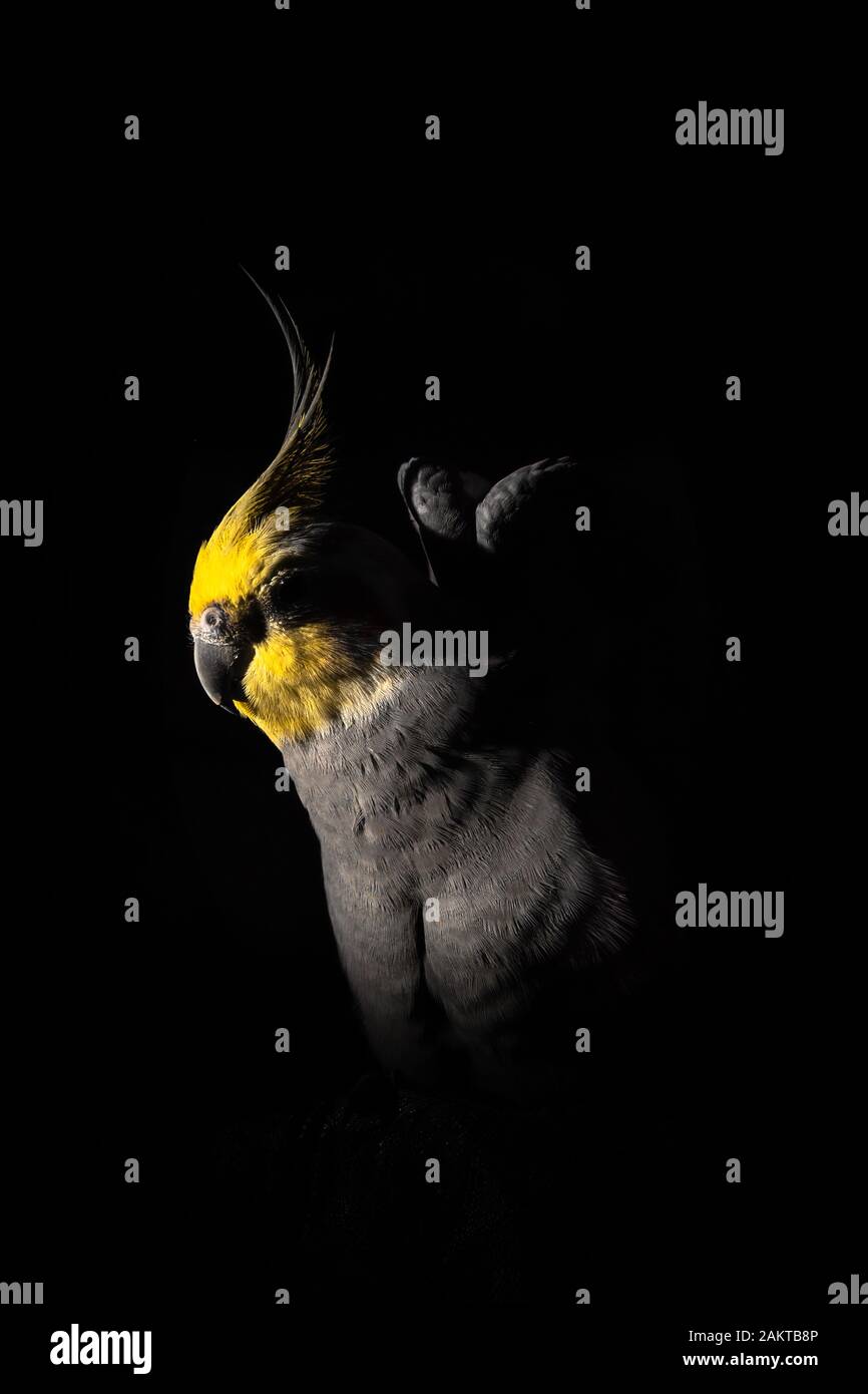 Cockatiel Portrait on a black background , dramatic lighting Stock ...