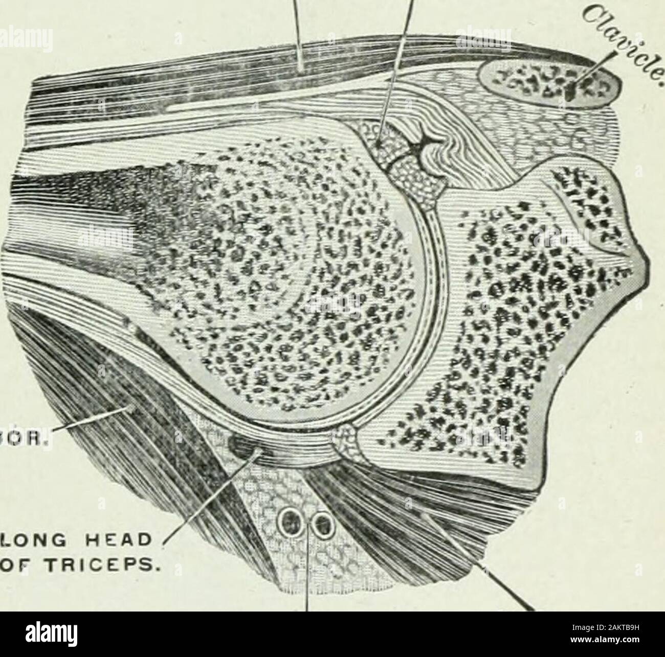 Teres major muscle hi-res stock photography and images - Alamy