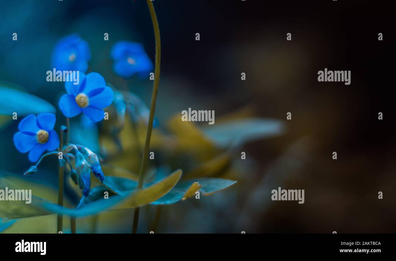 Photograph of blue flowers in garden Stock Photo - Alamy