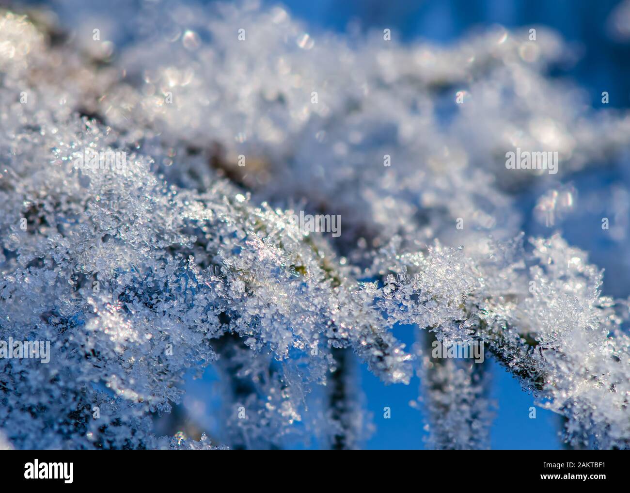Beautiful frozen blade of grass with snowflakes, snow and sun Stock ...