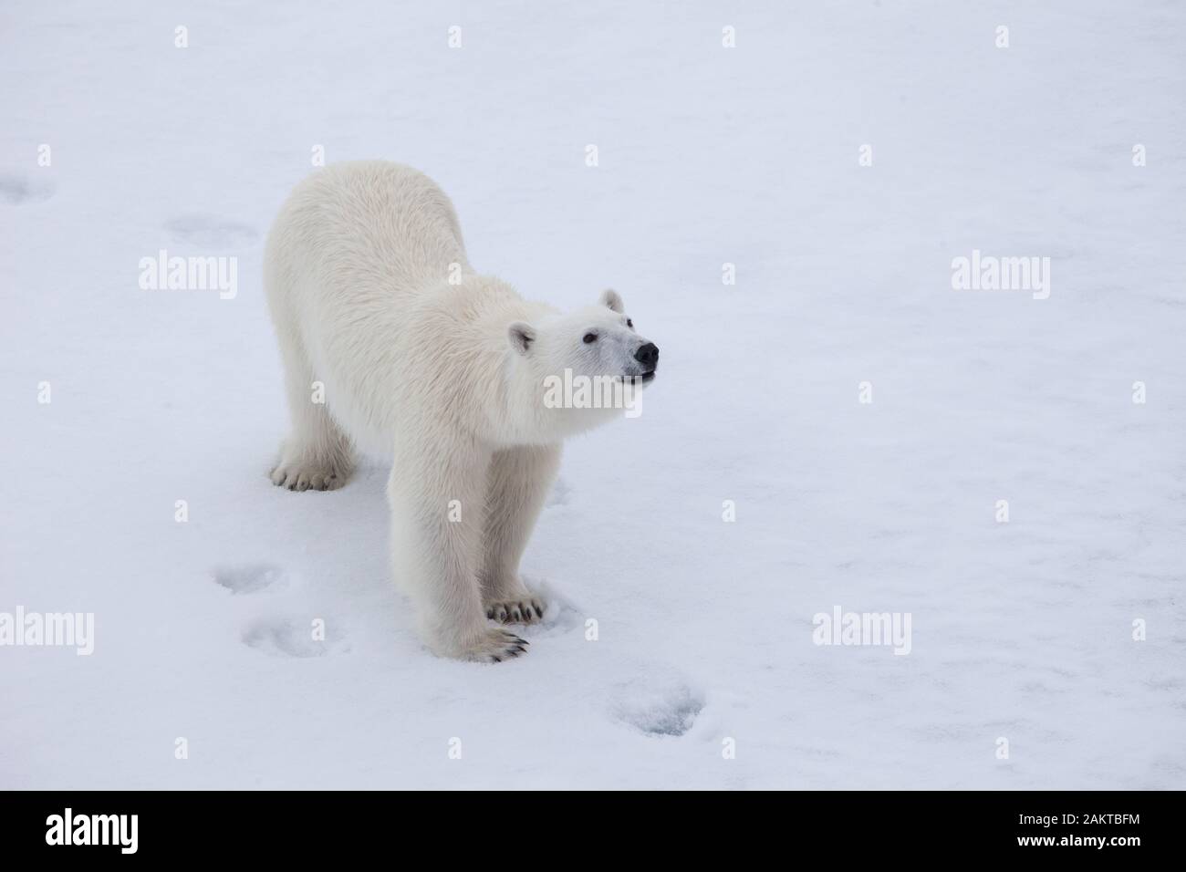 Polar bear on sea ice in the Arctic Stock Photo - Alamy