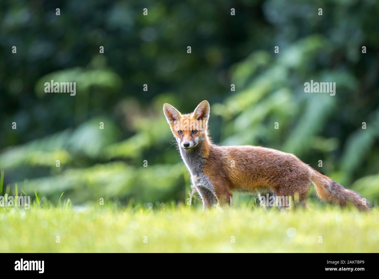 Red fox uk hi-res stock photography and images - Alamy