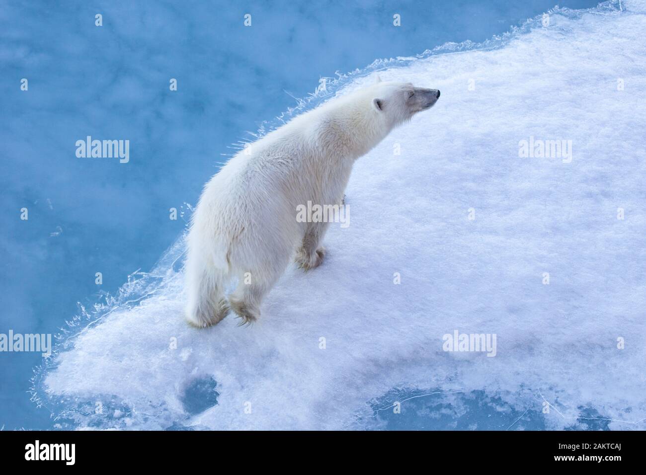 Polar bear on sea ice with blue water and ice, Arctic Stock Photo - Alamy